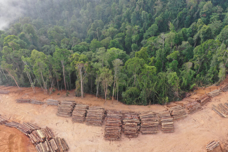 Over half of the balsa wood used for wind turbines comes from illegal ...